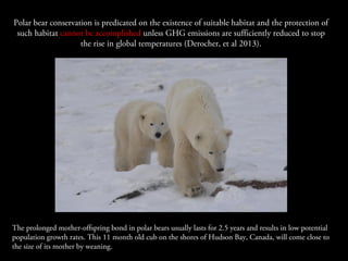 A Photo Essay: Rapid ecosystem change and polar bear conservation ...