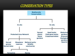 Conservation of biodiversity | PPTX