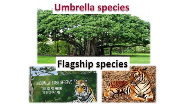 Conservation of biodiversity acts and laws...... | PPT | Environment ...