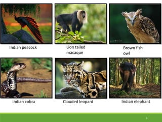 Indian Endangered Species With Names