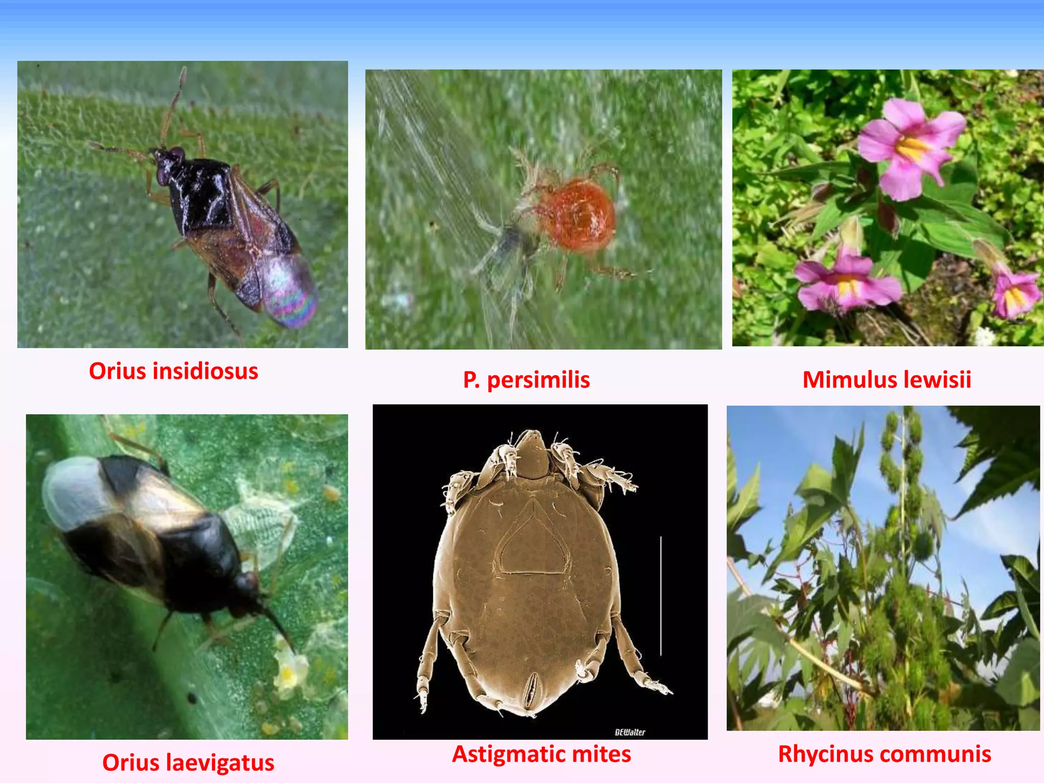 Conservation of biological controls | PPTX