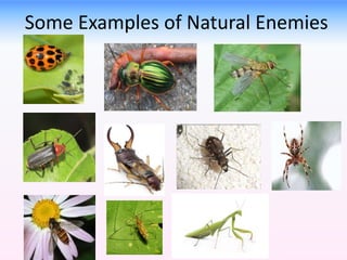 Conservation of biological controls | PPTX | Agriculture | Industries