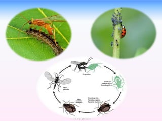 Conservation of biological controls | PPTX