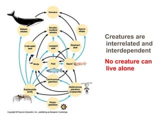 Conservation of endangered marine species | PPT