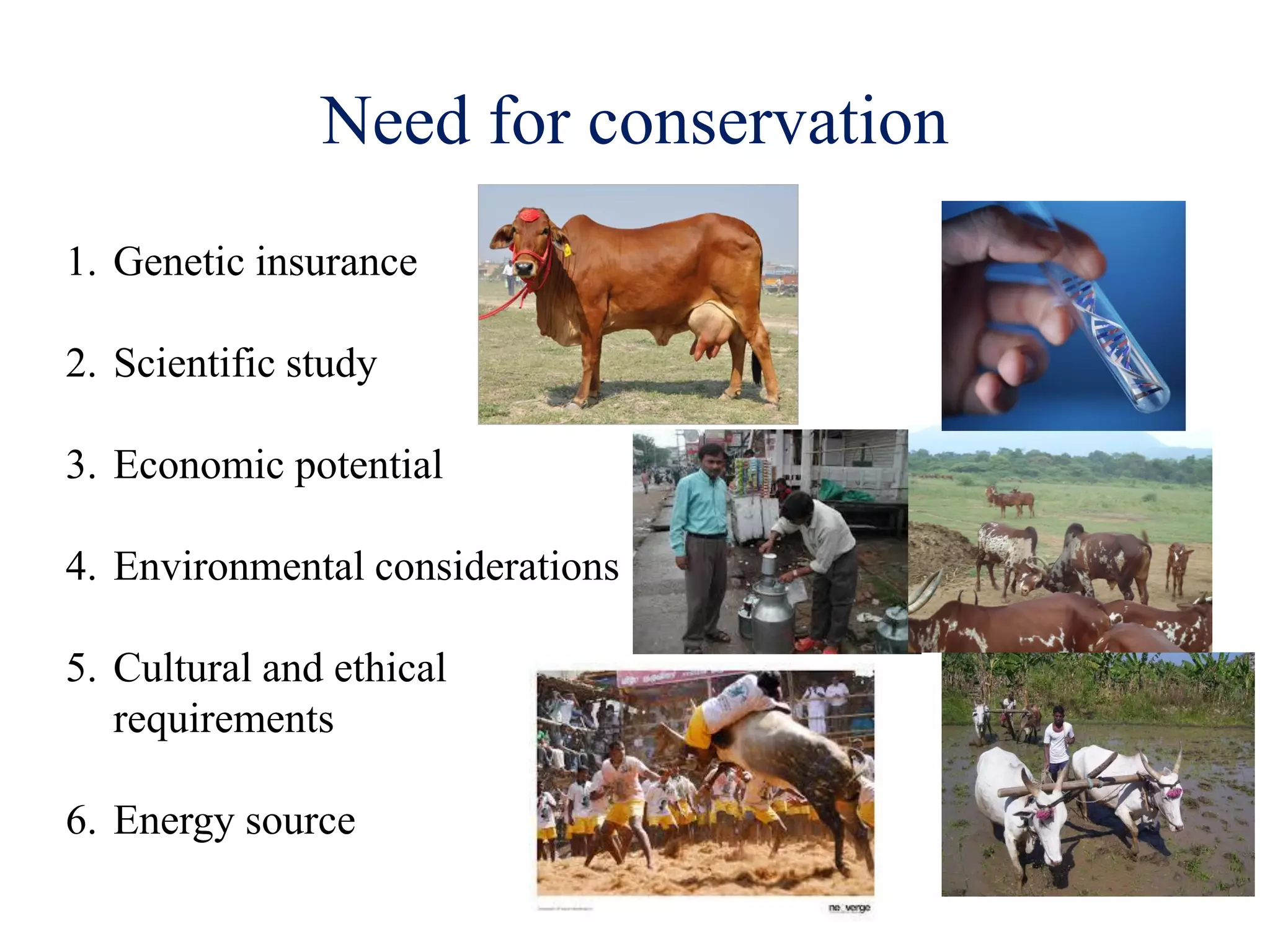 Conservation of farm animal genetic resources | PDF