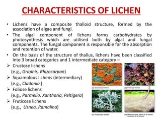 Conservation of lichen- Swapnil & Saurabh.pptx