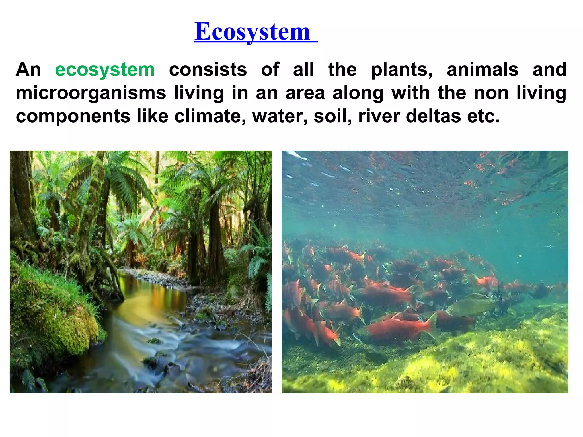 Conservation of Plants and Animals | PPT