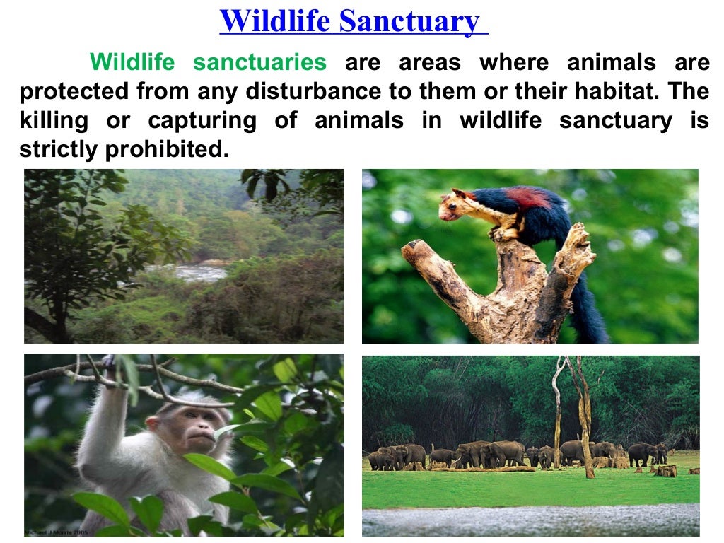 Conservation Of Plants And Animals conservation-of-plants-and-animals