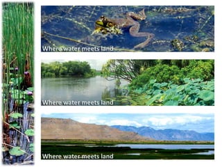 Conservation of wetlands ecosystem | PPTX