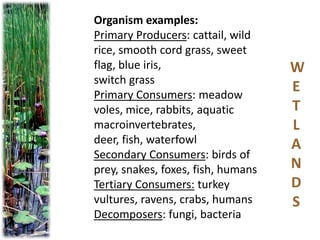 Conservation of wetlands ecosystem | PPTX