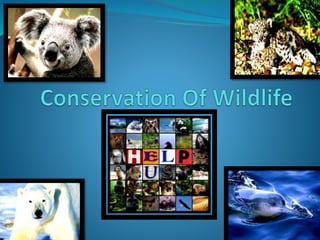 Conservation of wildlife | PPT