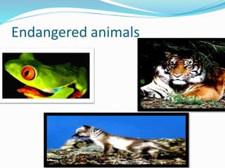 Conservation of wildlife | PPT