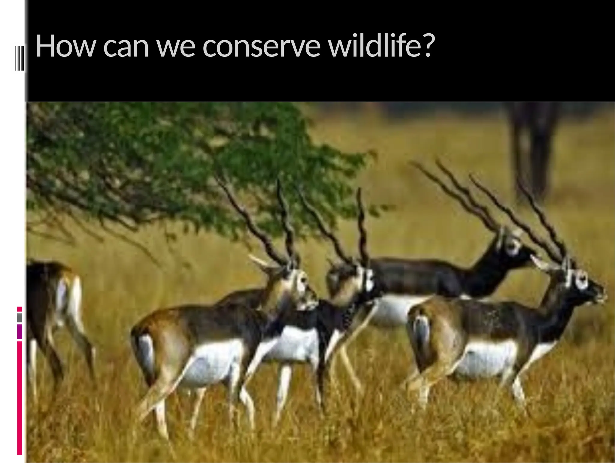 Conservation of wildlife ’’ (3).pptx for you | PPTX