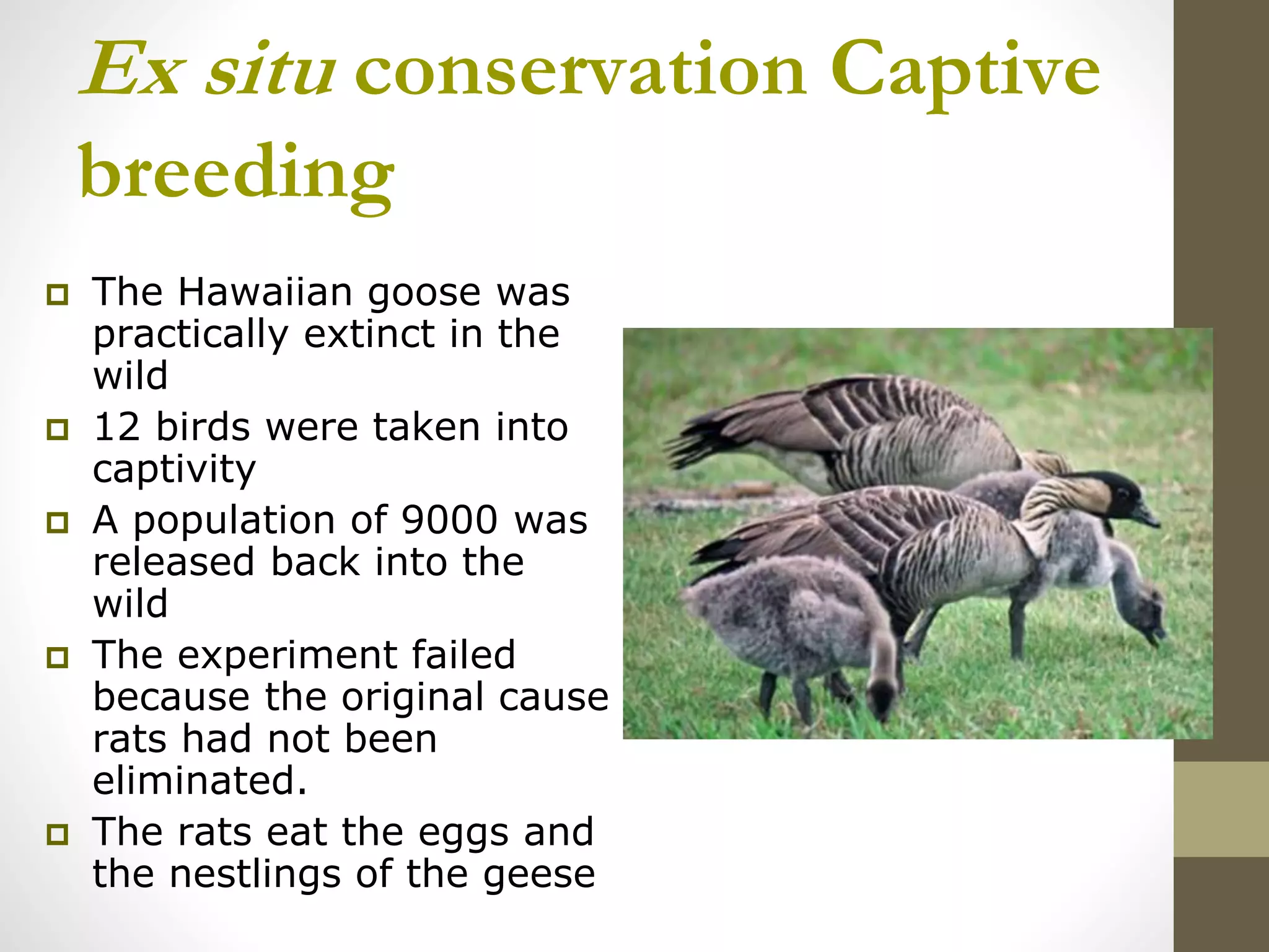 Conservation program for endangered species | PPTX