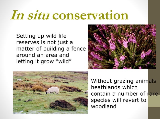 Conservation program for endangered species | PPTX | Zoos & Aquariums ...