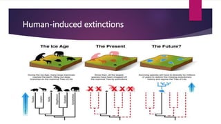 Conservation through population and ecosystem management by Fouzia ...