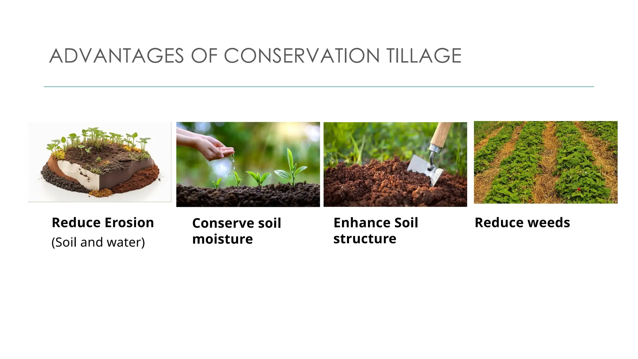 Conservation Tillage- A sustainable Approach.pptx