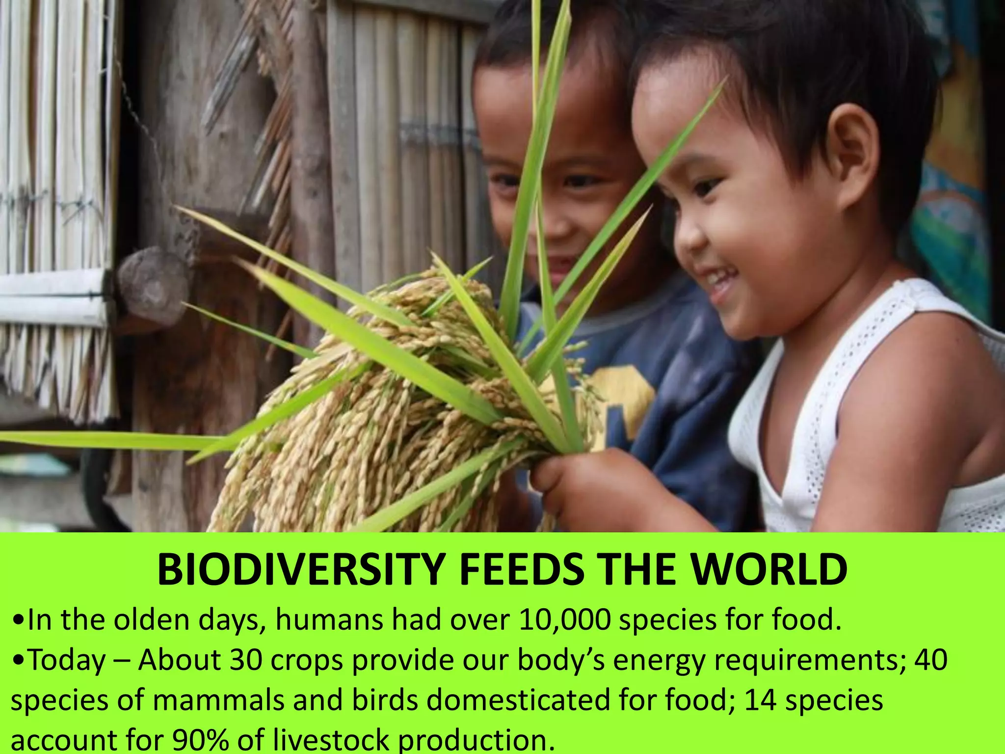 Philippine Biodiversity: Issues, Challenges, and Initiatives | PDF