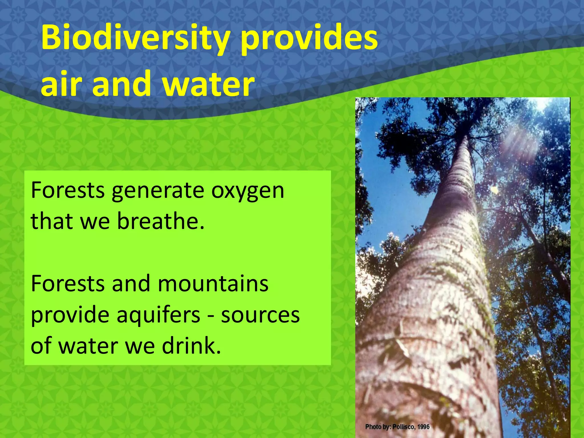 Philippine Biodiversity: Issues, Challenges, and Initiatives | PDF