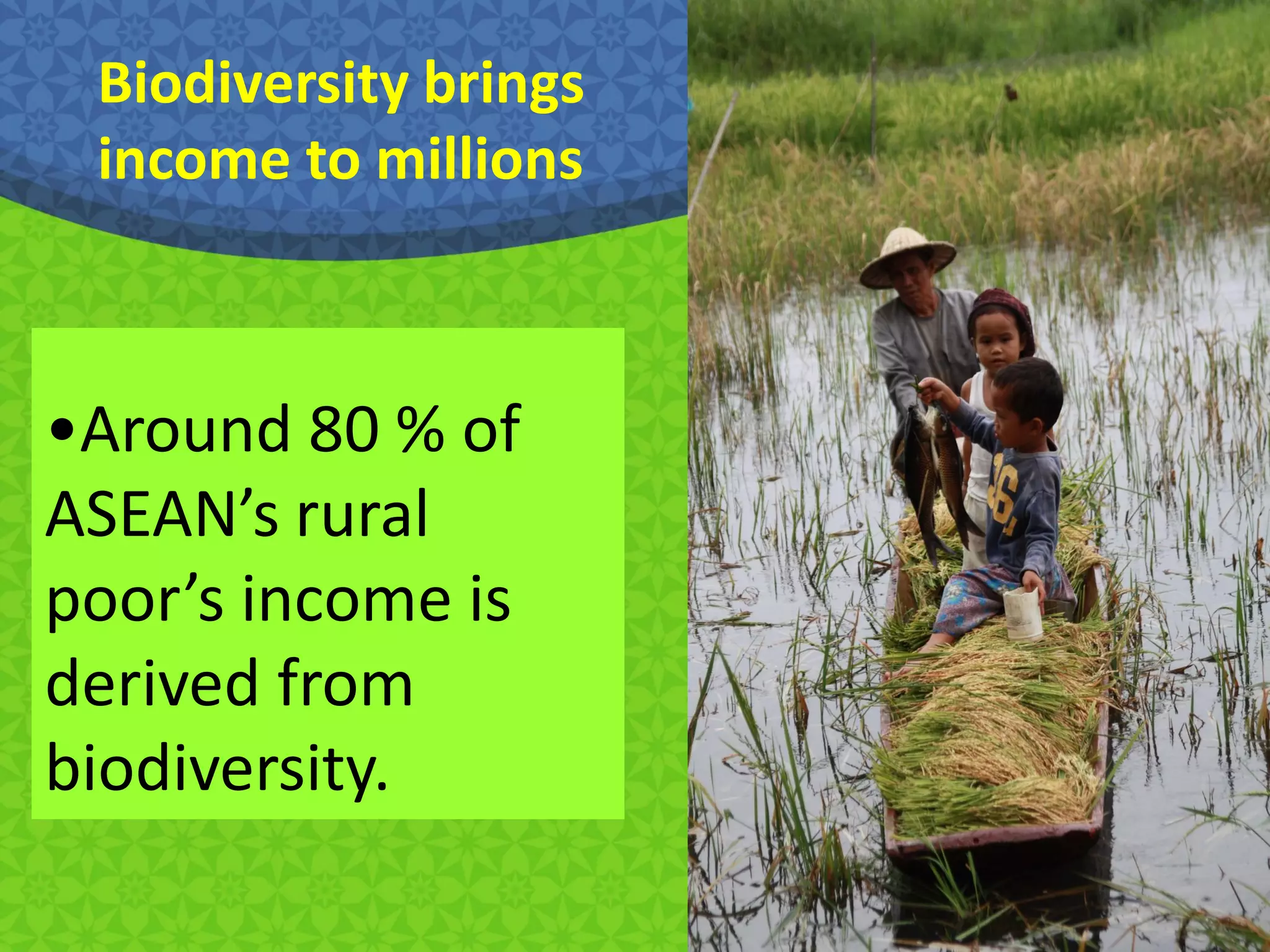 Philippine Biodiversity: Issues, Challenges, and Initiatives | PDF