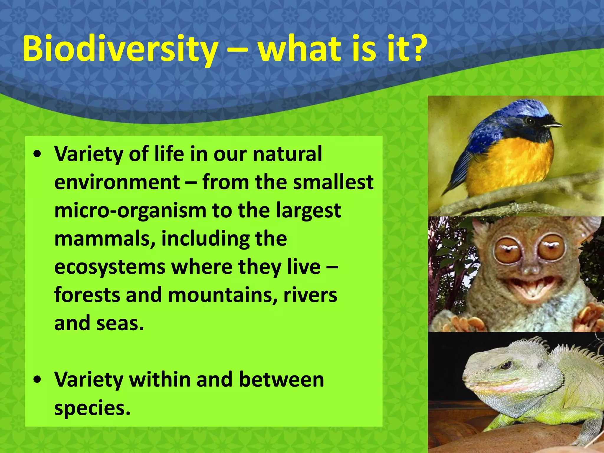 Philippine Biodiversity: Issues, Challenges, and Initiatives | PDF