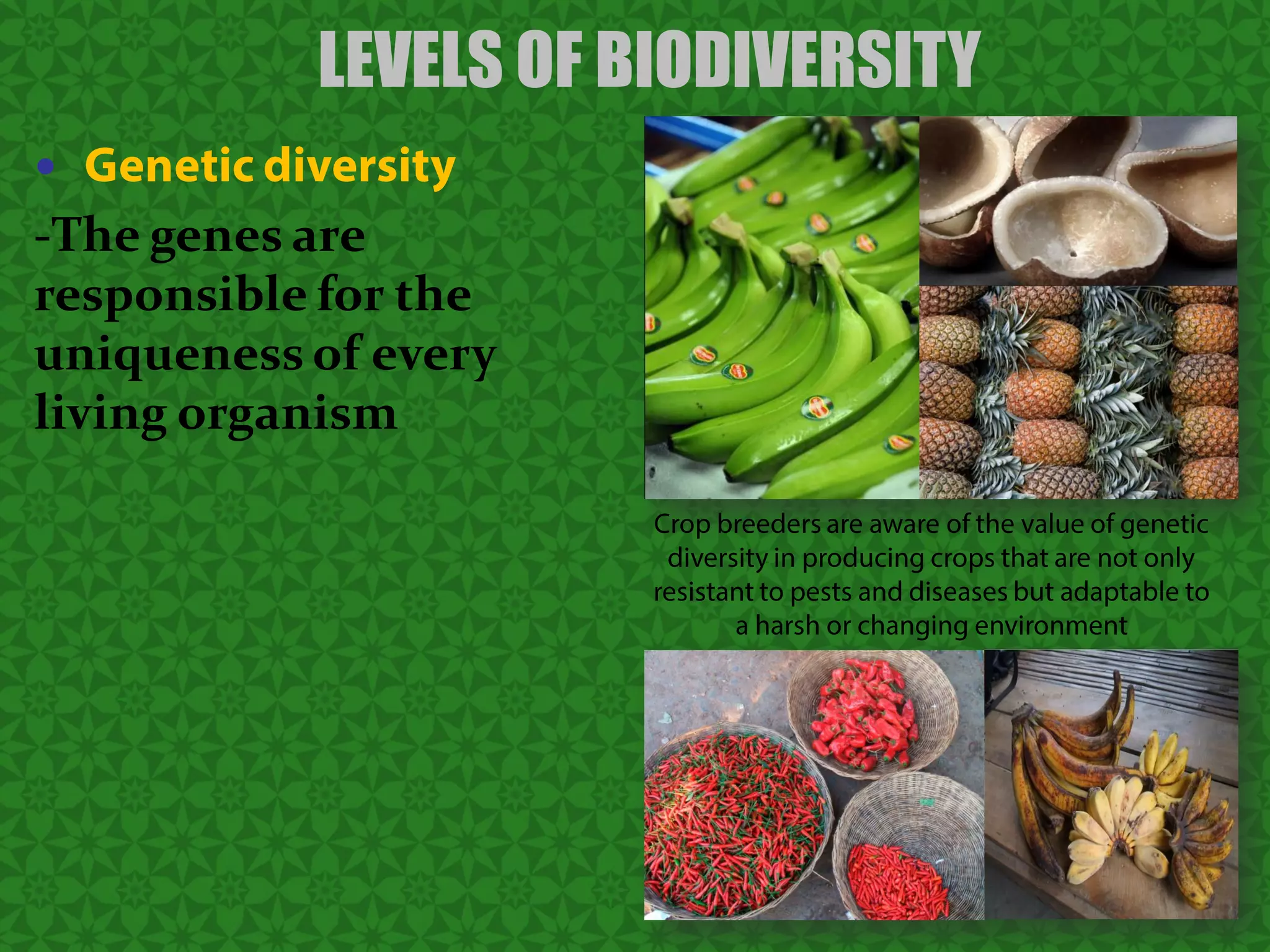 Philippine Biodiversity: Issues, Challenges, and Initiatives | PDF