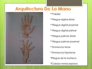 Consideraciones anatómicas y biomecánicas de la muñeca y | PPTX