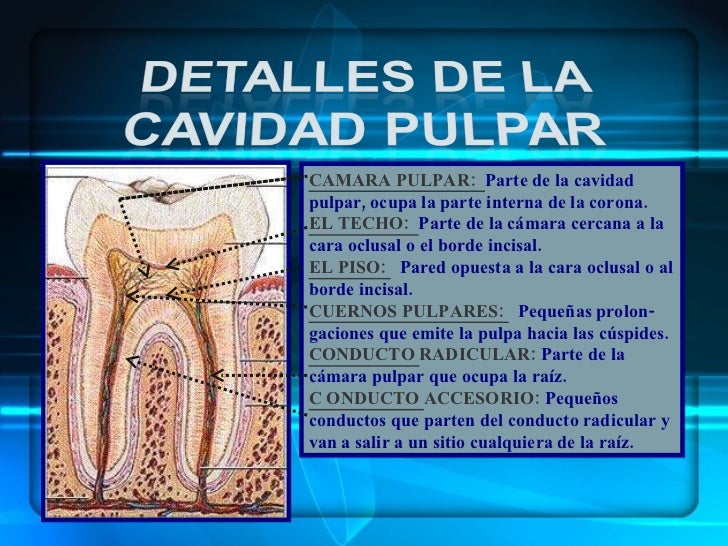 Consolidado De Morfologia Dental