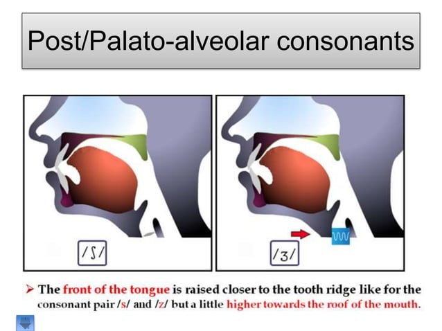Consonant | PPTX | Ear, Nose and Throat Conditions | Diseases and Conditions