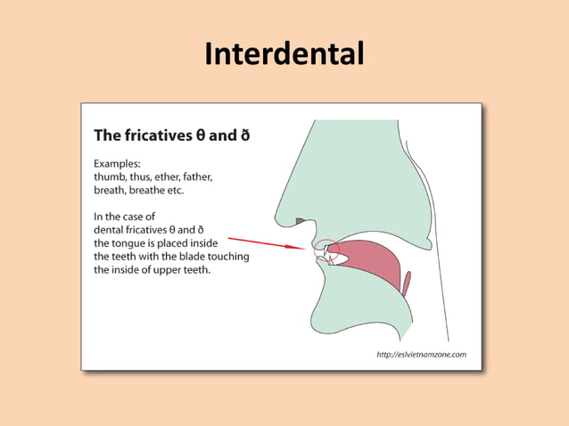 Phonetics: Consonants | PPTX | Dental Health | Diseases and Conditions