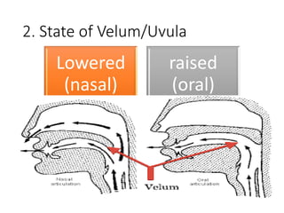 English Consonants | PDF