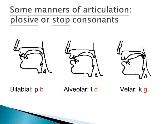 Consonants presentation | PPT | Ear, Nose and Throat Conditions | Diseases and Conditions