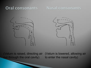 Consonants presentation | PPT