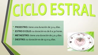 Constantes | PPTX