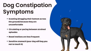 Constipation In Dogs How To Help & When To Seek Emergency Care In ...