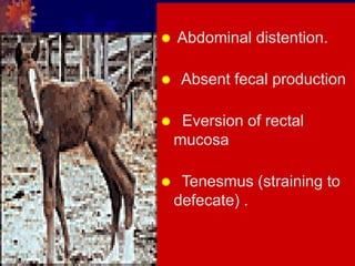Constipation in neonate animals | PDF | Digestive Disorders | Diseases ...