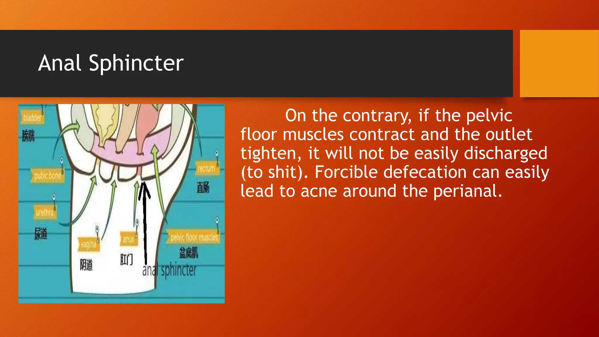 Constipation!!! the posture is wrong, get up and sit right | PPTX ...