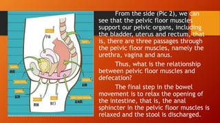 Constipation!!! the posture is wrong, get up and sit right | PPTX ...
