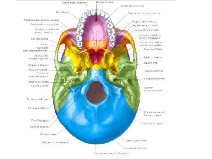 Constitución de vista basal exocraneal2