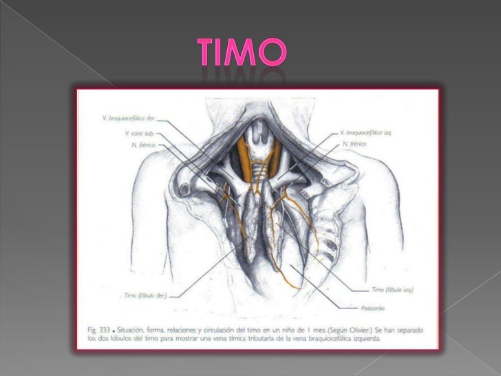 Constitucion de la traquea