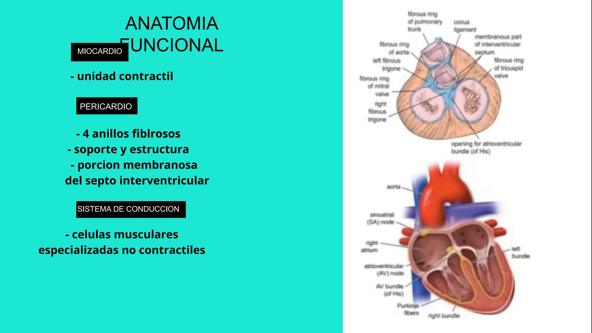 CONSTITUCION HISTOLOGICA DEL SISTEMA CARDIOVASCULAR | PPTX | Heart and ...