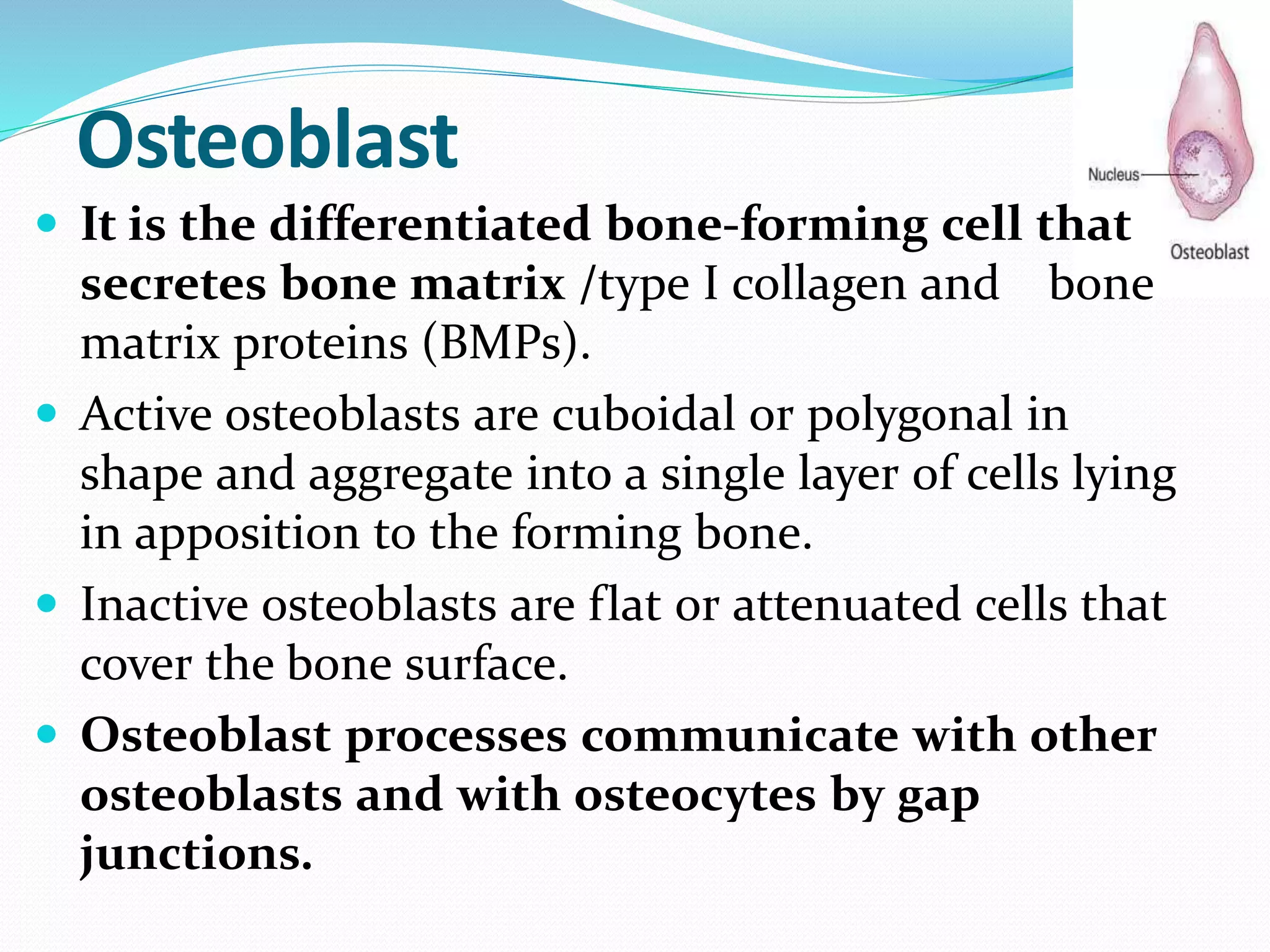Constitution of Bone | PPTX