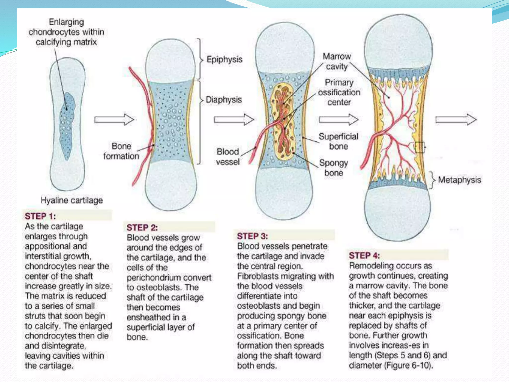 Constitution of Bone | PPTX