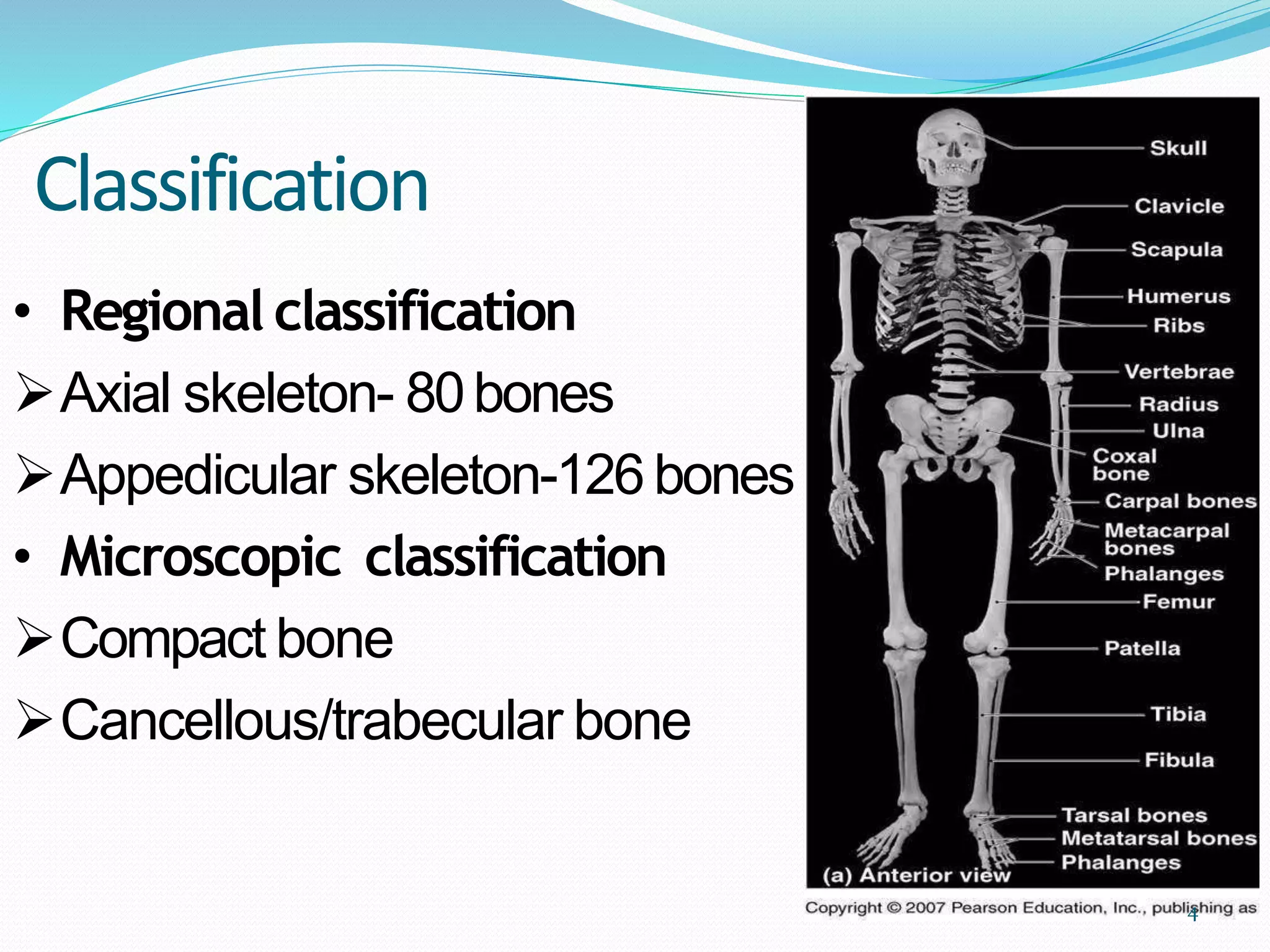 Constitution of Bone | PPTX