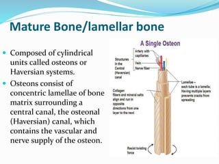 Constitution of Bone | PPTX