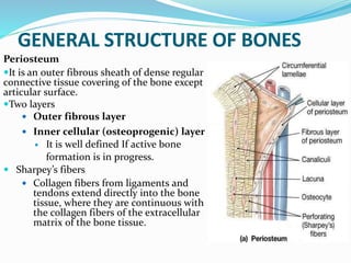 Constitution of Bone | PPTX