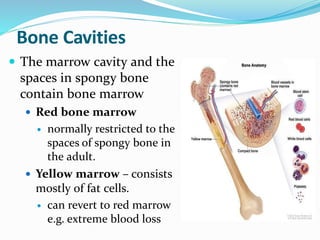 Constitution of Bone | PPTX