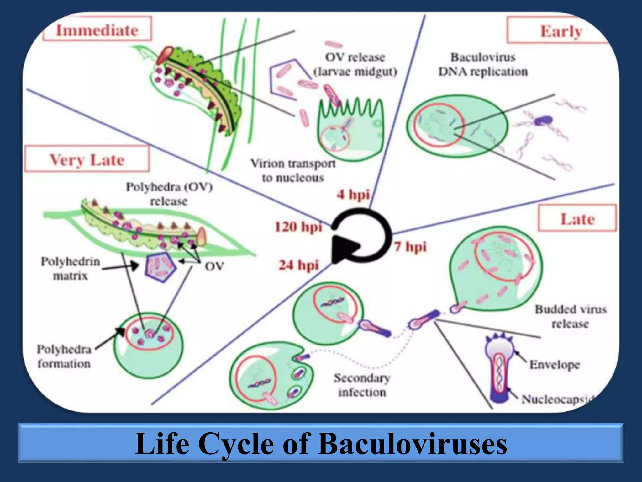 Constrains and genetic improvements in baculoviruses | PPTX ...