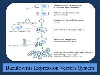 Constrains and genetic improvements in baculoviruses | PPTX | Biological Sciences | Science