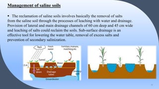 Constrains in Crop Production in saline soil & its Management.pptx